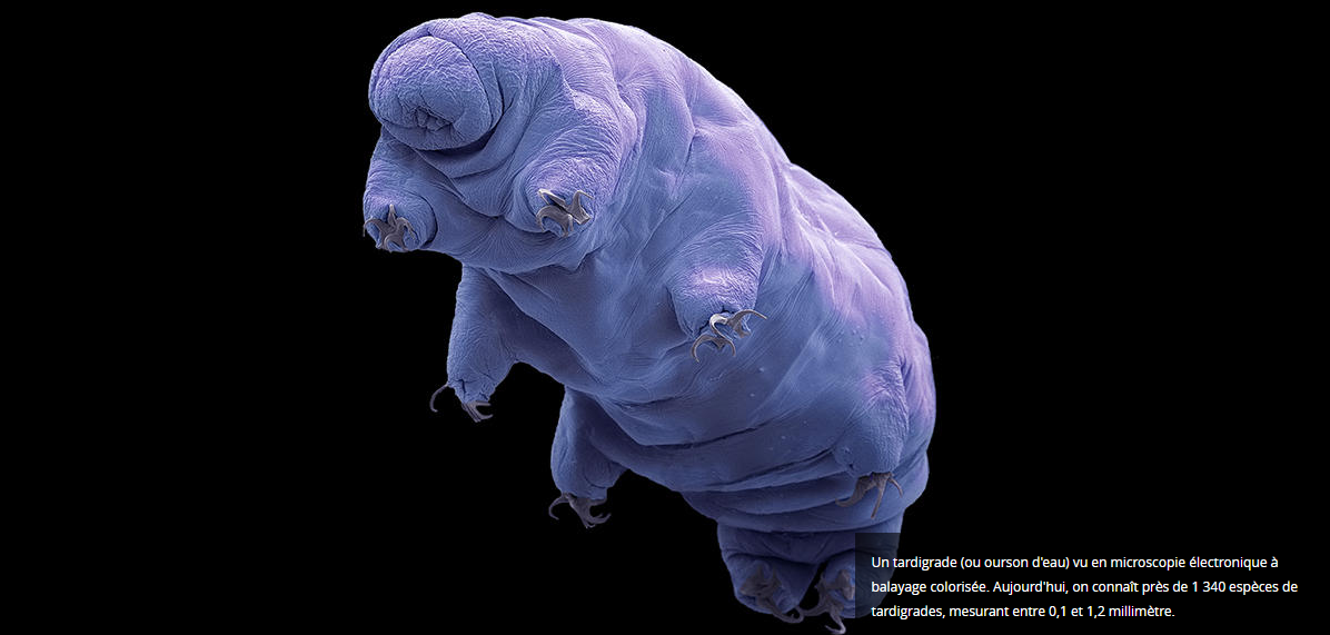 Le tardigrade, animal microscopique mais indestructible
